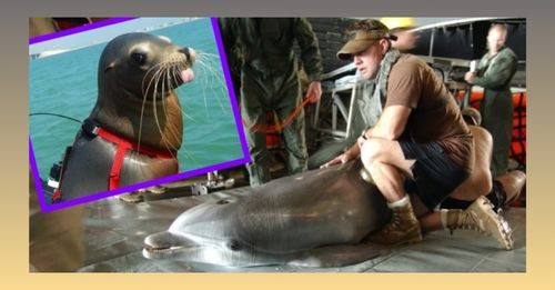 The U.S. Navy is in the ANIMAL TESTING business