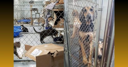 Hundreds of Cats and Dogs Bled, Warehoused Until Death at Blood Bank ...
