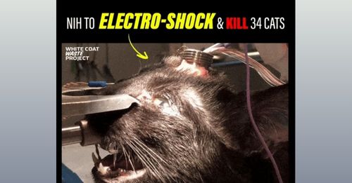 Feds Electro-shock Cats