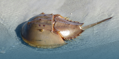Cashing in on Bleeding Horseshoe Crabs