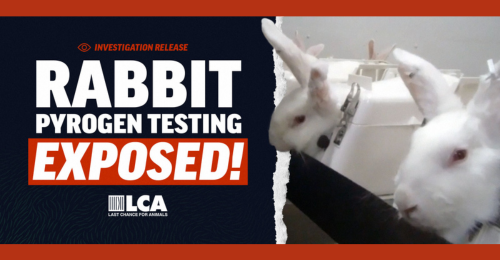 Undercover Investigation Exposes Cruel and Unnecessary Rabbit Pyrogen ...