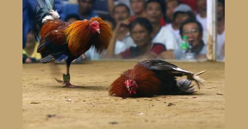 Court Declared that a History of Animal Oppression [Cockfights] Does ...