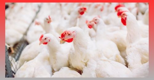 The Number of Chickens in the World Means They Outnumber Humans 3.5 to 1