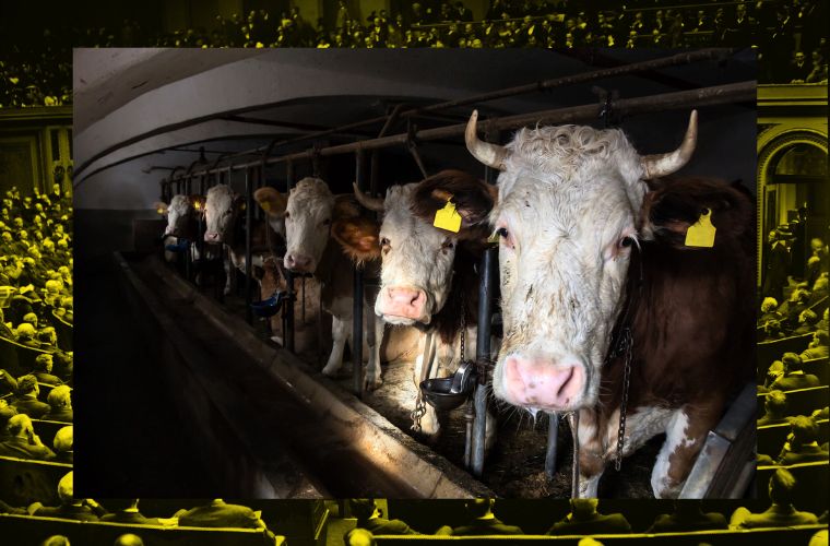 June Dairy Month: 1000s Demand Congress Cut Animal Ag Subsidies