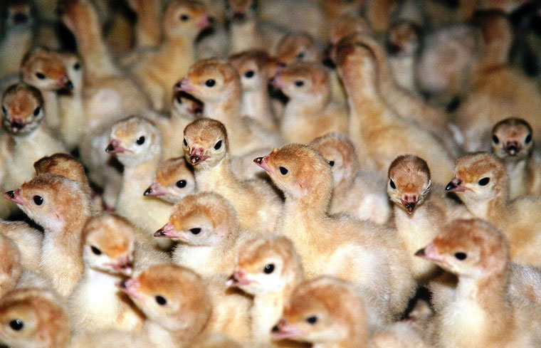 Why Are Farmed Animals Forsaken - By Their Advocates?
