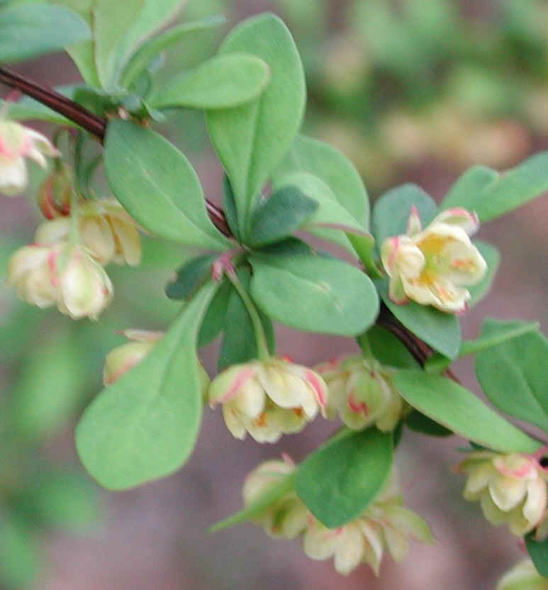 Japanese Barberry (Berberis thunbergii) - 03a - Flowering Trees, Bushes ...