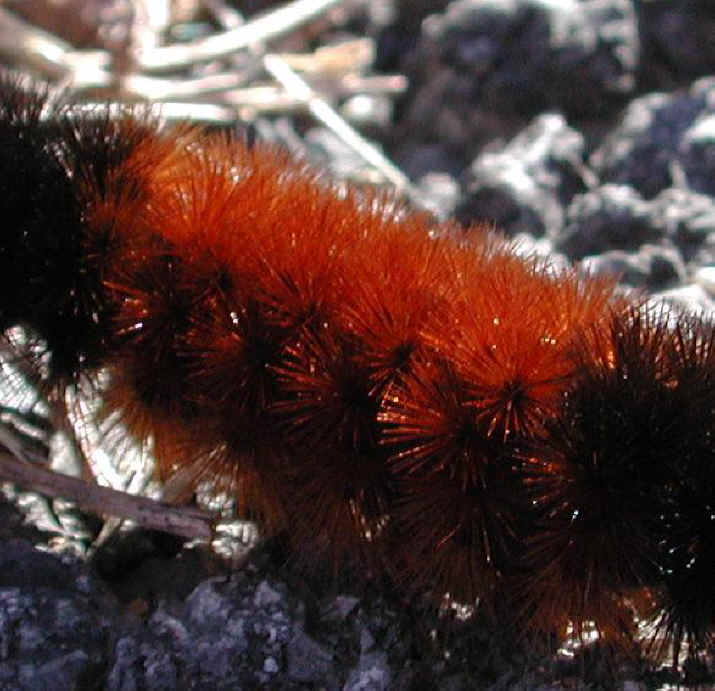 Woolly Bear Caterpillar (Pyrrharctia isabella) - Isabella Tiger Moth ...