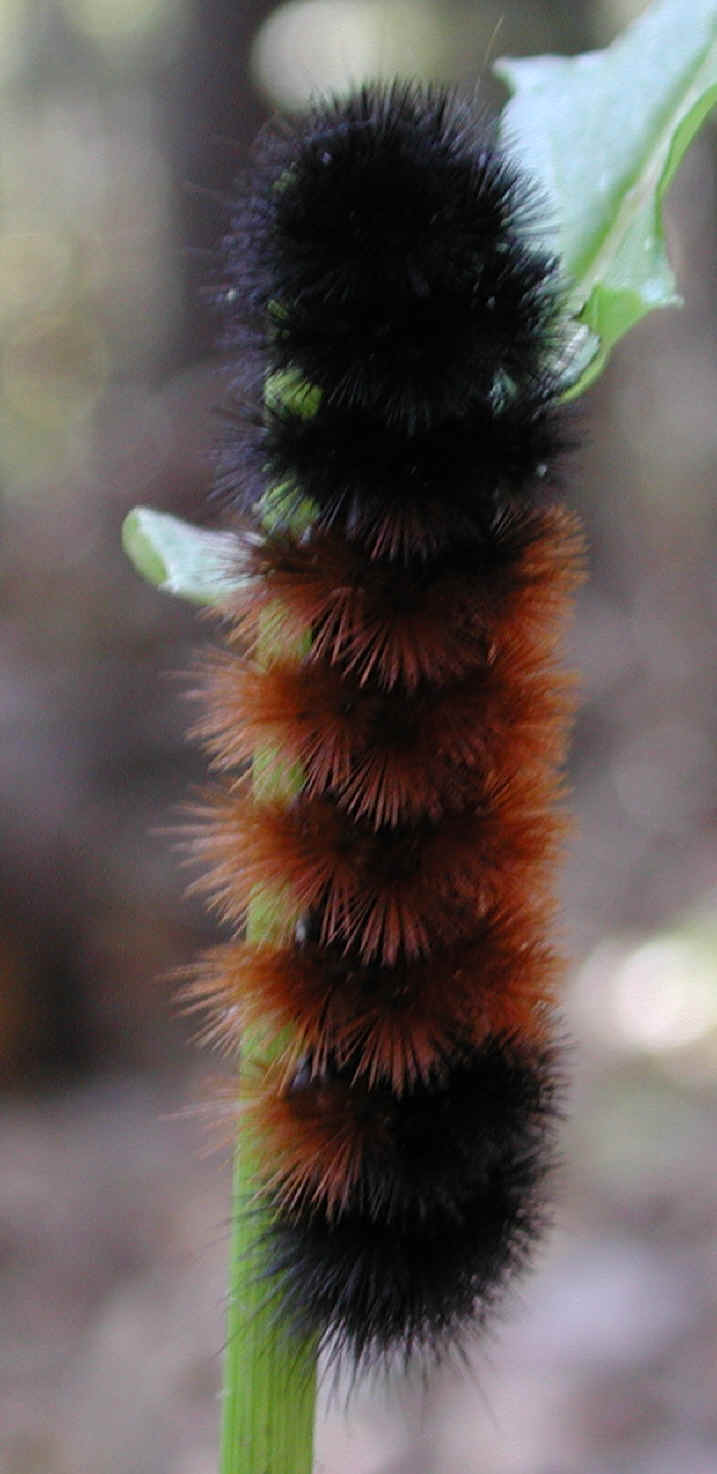Woolly Bear Caterpillar (Pyrrharctia isabella) - Isabella Tiger Moth ...