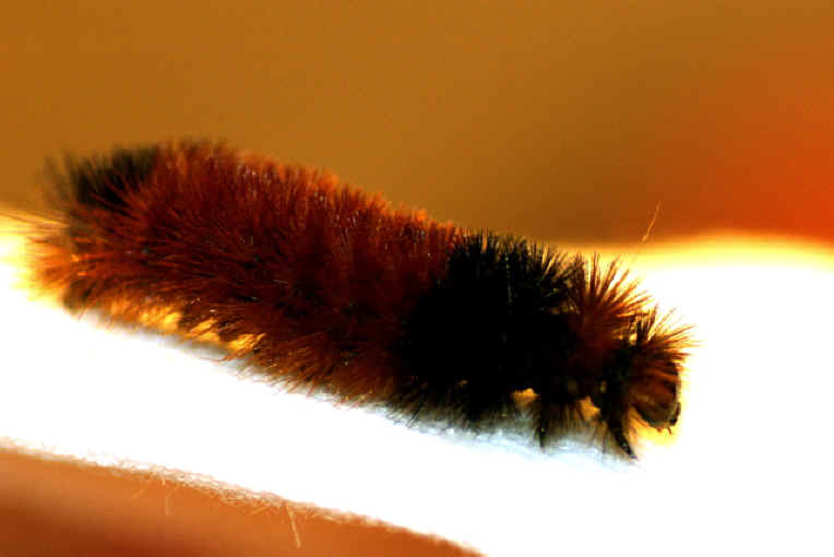 Woolly Bear Caterpillar (Pyrrharctia isabella) - Isabella Tiger Moth ...