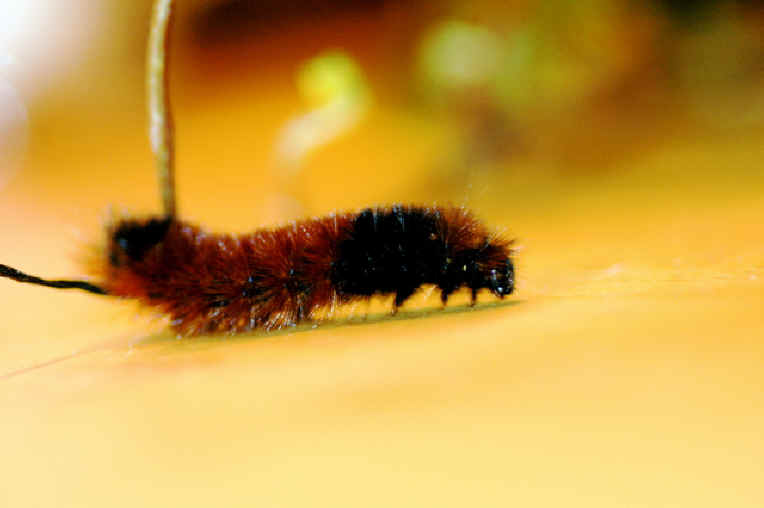 Woolly Bear Caterpillar (Pyrrharctia isabella) - Isabella Tiger Moth ...