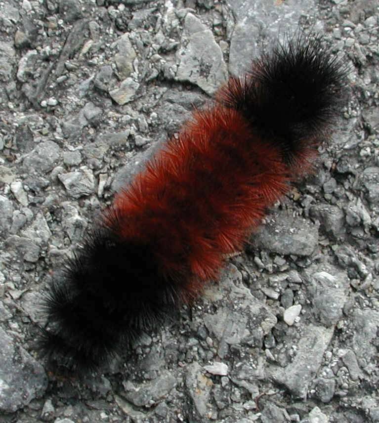 Woolly Bear Caterpillar (Pyrrharctia isabella) - Isabella Tiger Moth ...