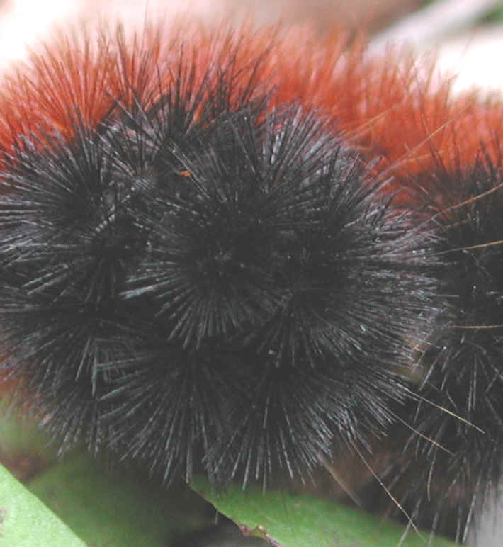 Woolly Bear Caterpillar (Pyrrharctia isabella) - Isabella Tiger Moth ...