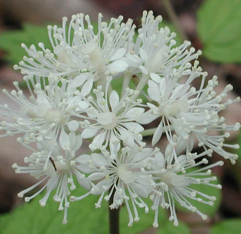 White Baneberry (Actaea pachypoda) - 08a - Wild Flowers of Sleepy ...