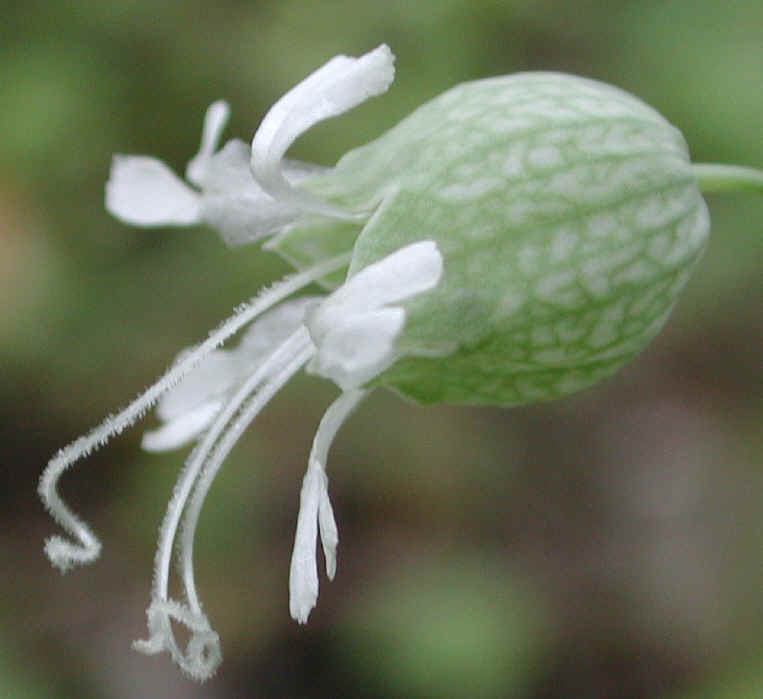 Bladder Campion (Silene vulgaris or Silene cucubalus) - 15: Wild ...