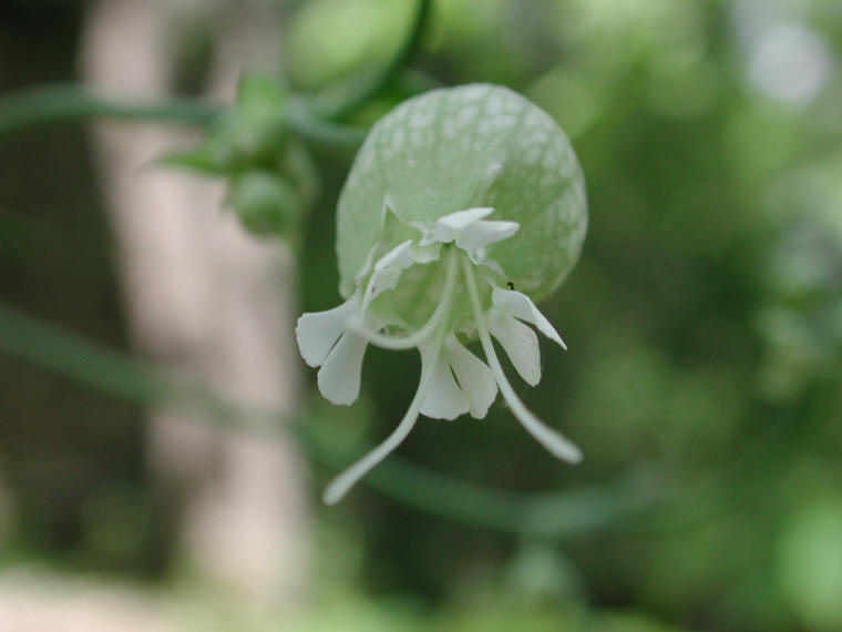 Bladder Campion (Silene vulgaris or Silene cucubalus) - 20: Wild ...