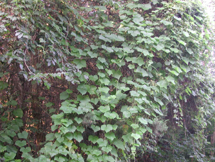 Bur-Cucumber (Sicyos angulatus) - 06 - Wild Flowers of Sleepy Hollow ...