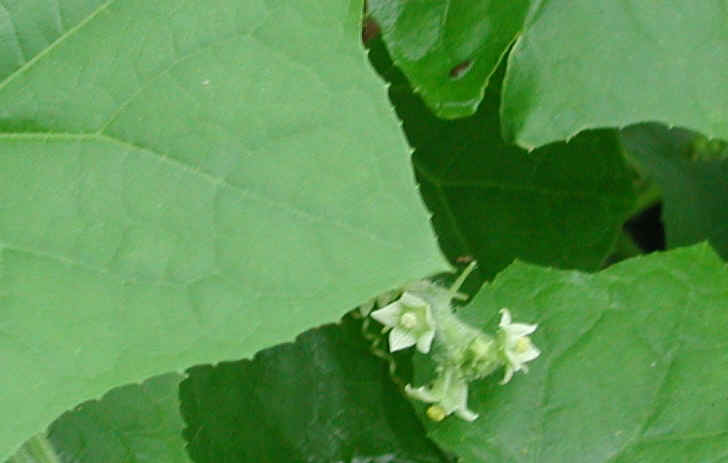 Bur-Cucumber (Sicyos angulatus) - 07a - Wild Flowers of Sleepy Hollow ...