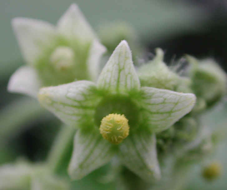 Bur-Cucumber (Sicyos angulatus) - 09 - Wild Flowers of Sleepy Hollow ...