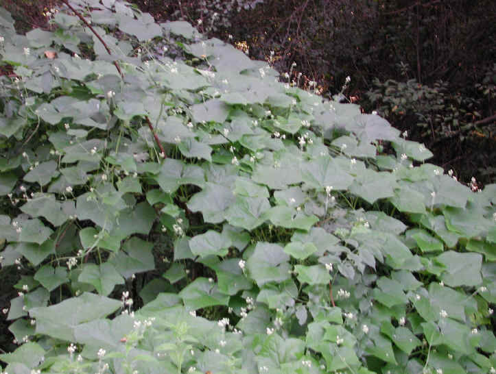 Bur-Cucumber (Sicyos angulatus) - 11 - Wild Flowers of Sleepy Hollow ...