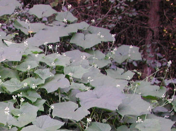 Bur-Cucumber (Sicyos angulatus) - 12 - Wild Flowers of Sleepy Hollow ...