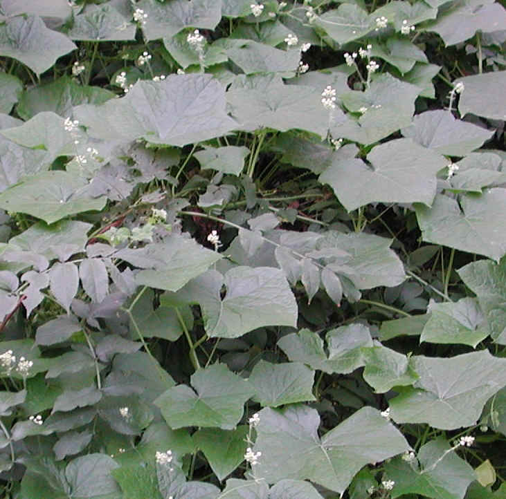 Bur-Cucumber (Sicyos angulatus) - 12a - Wild Flowers of Sleepy Hollow ...