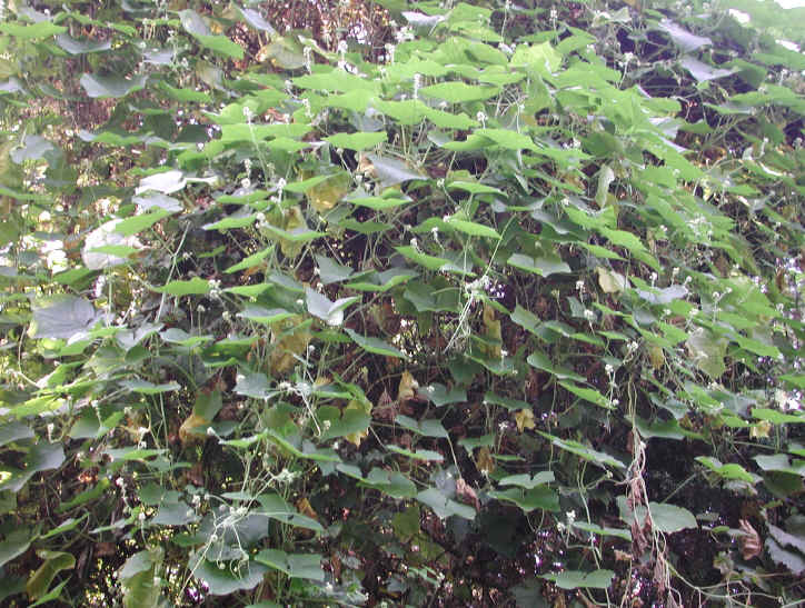 Bur-Cucumber (Sicyos angulatus) - 13 - Wild Flowers of Sleepy Hollow ...