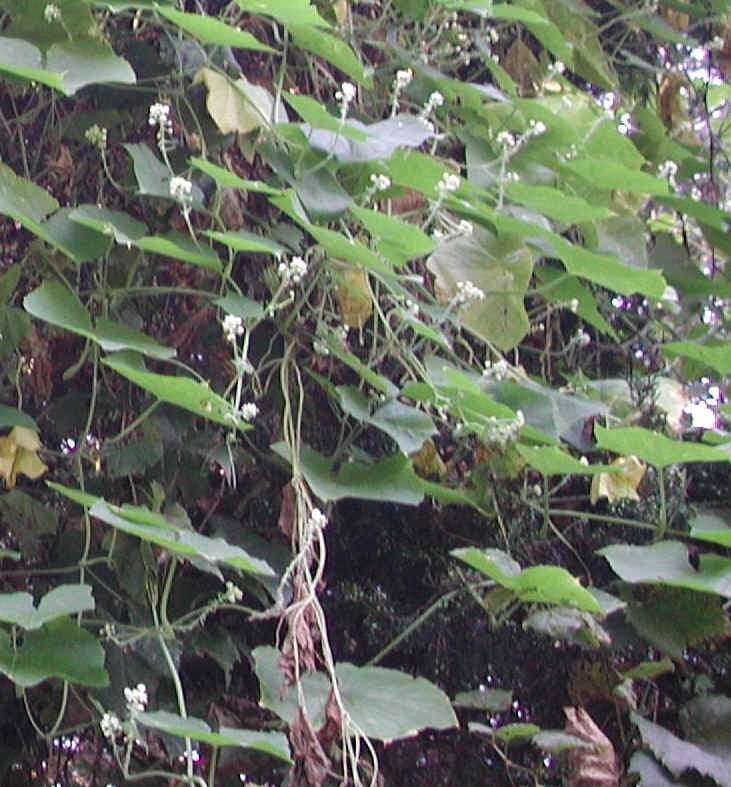 Bur-Cucumber (Sicyos angulatus) - 13a - Wild Flowers of Sleepy Hollow ...