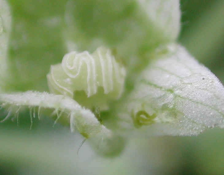 Bur-Cucumber (Sicyos angulatus) - 14 - Wild Flowers of Sleepy Hollow ...