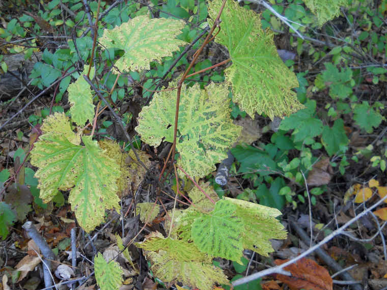 Bur-Cucumber (Sicyos angulatus) - 15 - Wild Flowers of Sleepy Hollow ...