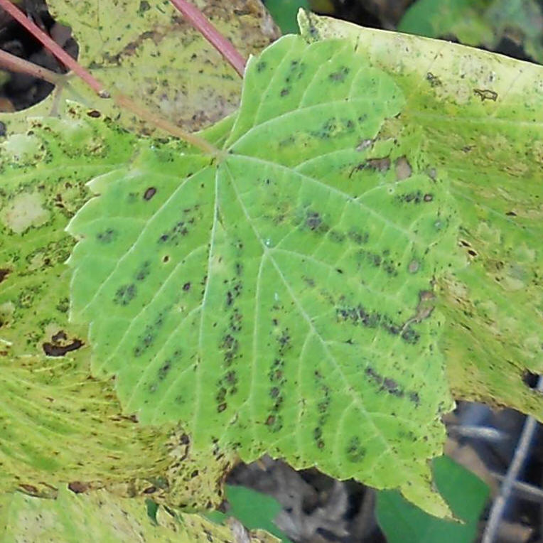 Bur-Cucumber (Sicyos angulatus) - 15a - Wild Flowers of Sleepy Hollow ...