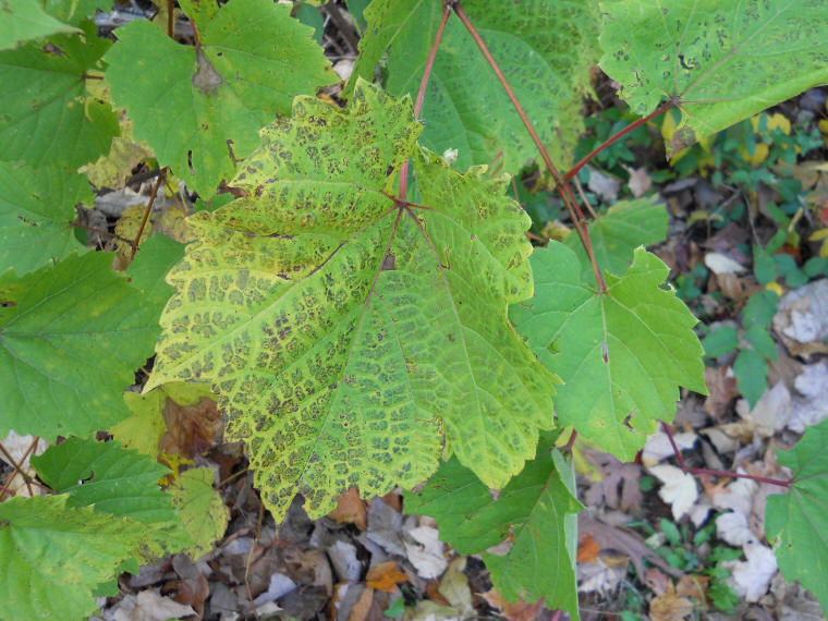 Bur-Cucumber (Sicyos angulatus) - 16 - Wild Flowers of Sleepy Hollow ...