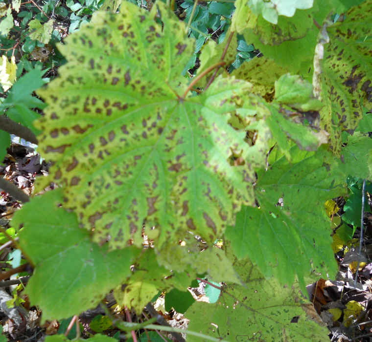 Bur-Cucumber (Sicyos angulatus) - 17 - Wild Flowers of Sleepy Hollow ...