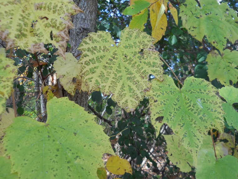 Bur-Cucumber (Sicyos angulatus) - 18 - Wild Flowers of Sleepy Hollow ...
