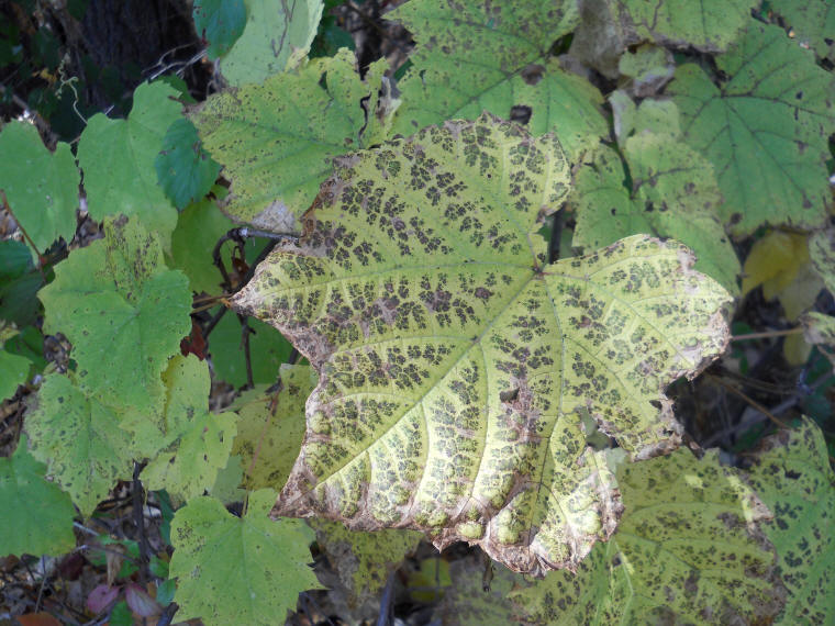 Bur-Cucumber (Sicyos angulatus) - 19 - Wild Flowers of Sleepy Hollow ...
