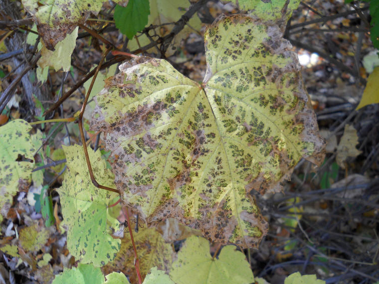 Bur-Cucumber (Sicyos angulatus) - 20 - Wild Flowers of Sleepy Hollow ...