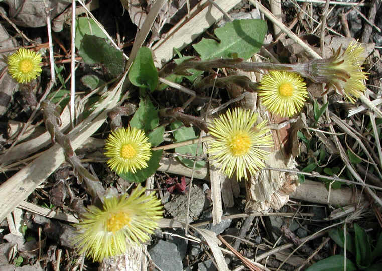 Coltsfoot (Tussilago farfara) - 10 - Wild Flowers of Sleepy Hollow Lake