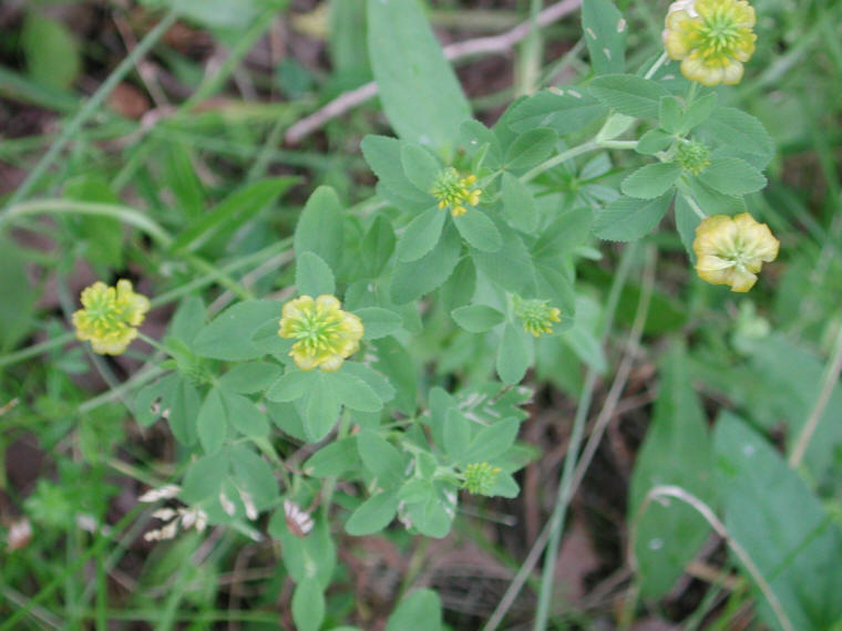 Hop Clover (Trifolium dubium) - 12 - Wild Flowers of Sleepy Hollow Lake ...