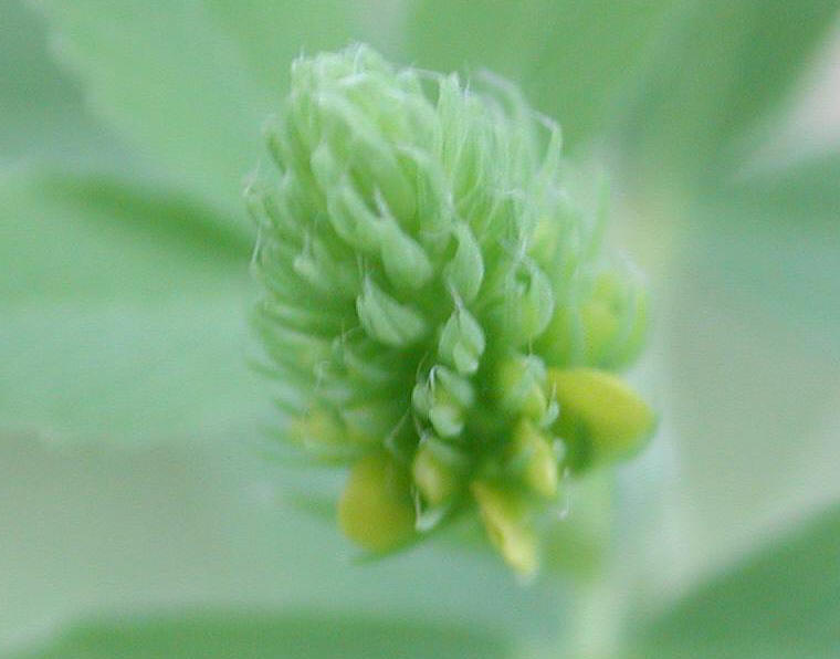 Hop Clover (Trifolium dubium) - 13a - Wild Flowers of Sleepy Hollow ...