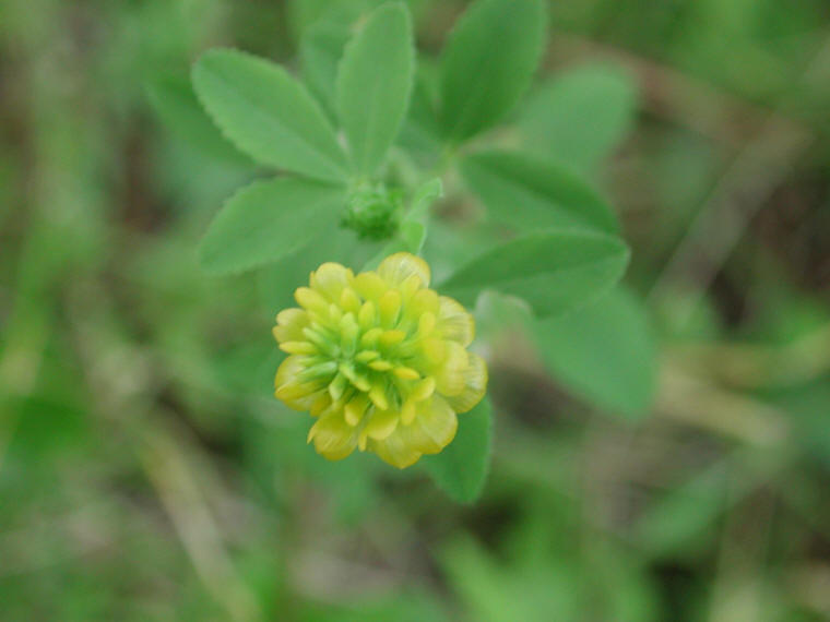 Hop Clover (Trifolium dubium) - 14 - Wild Flowers of Sleepy Hollow Lake ...