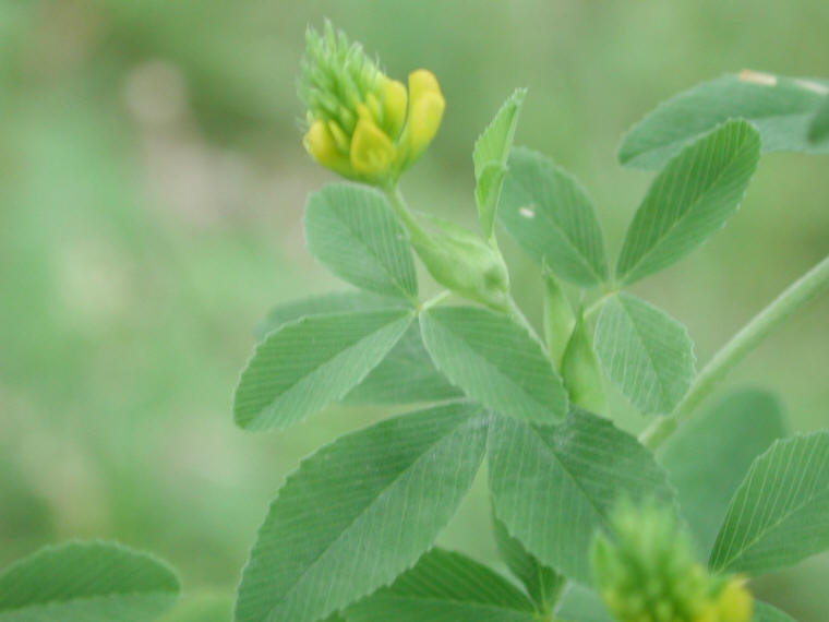 Hop Clover (Trifolium dubium) - 16 - Wild Flowers of Sleepy Hollow Lake ...