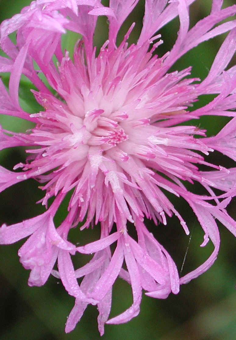 Knapweed - Star Thistle - Bachelor's Button (Centaurea spp.) - 12a ...