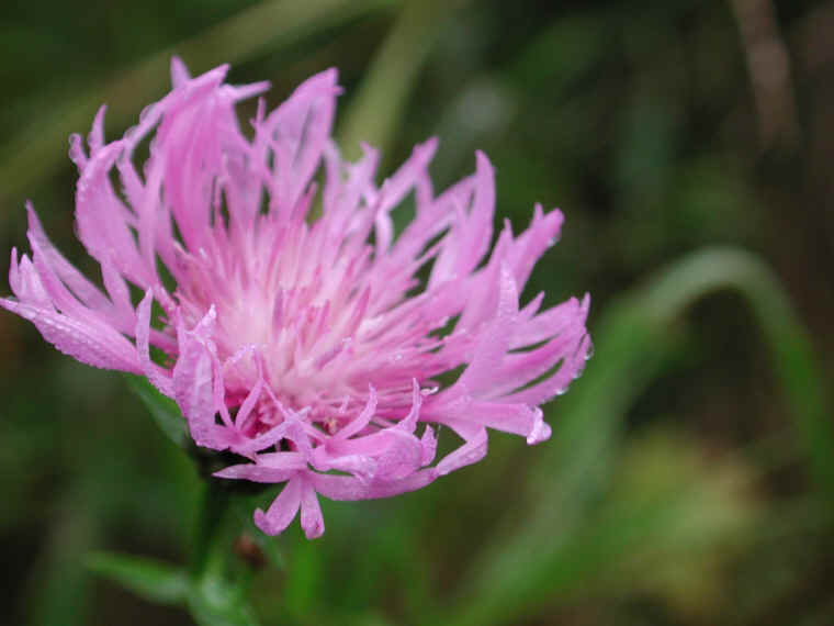 Knapweed - Star Thistle - Bachelor's Button (Centaurea spp.) - 13 ...