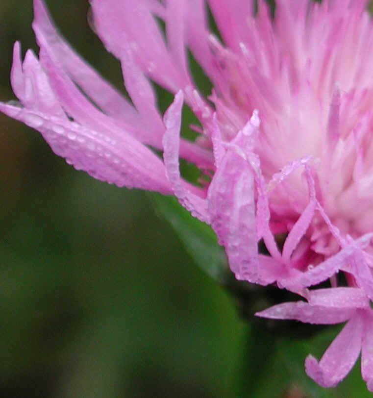 Knapweed - Star Thistle - Bachelor's Button (Centaurea spp.) - 13a ...