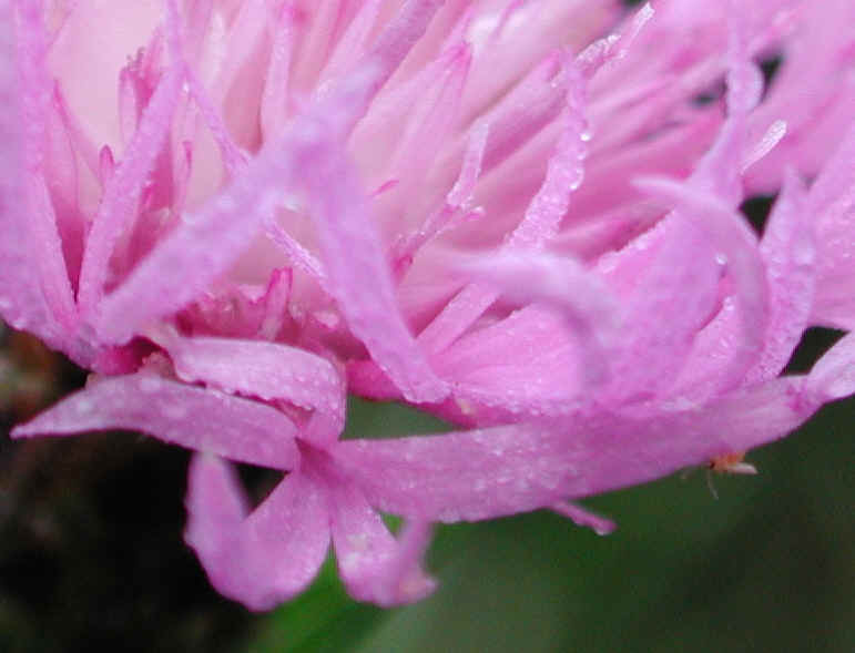 Knapweed - Star Thistle - Bachelor's Button (Centaurea spp.) - 14a ...