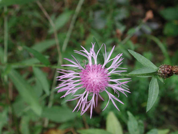 Knapweed - Star Thistle - Bachelor's Button (Centaurea spp.) - 16 ...