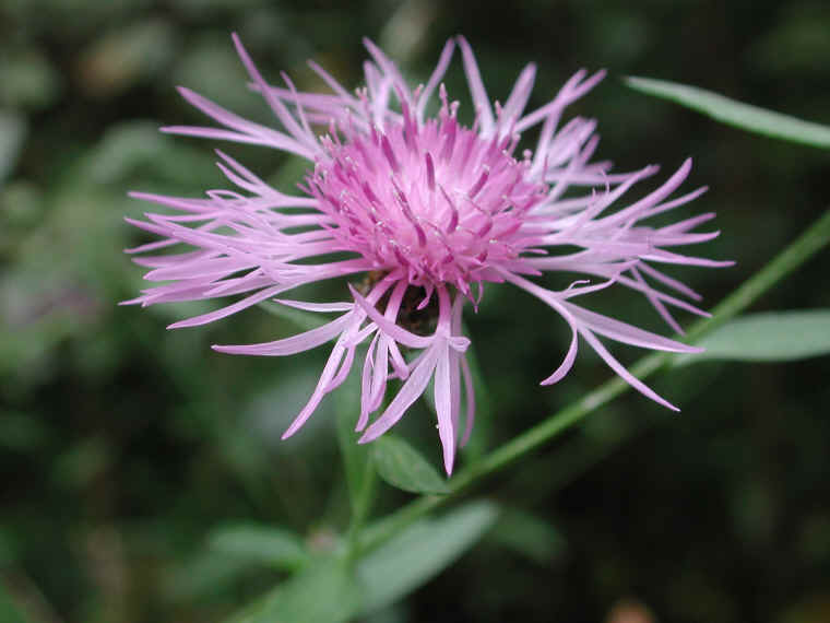 Knapweed - Star Thistle - Bachelor's Button (Centaurea spp.) - 17 ...