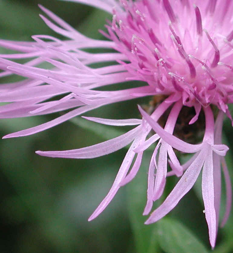 Knapweed - Star Thistle - Bachelor's Button (Centaurea spp.) - 17a ...