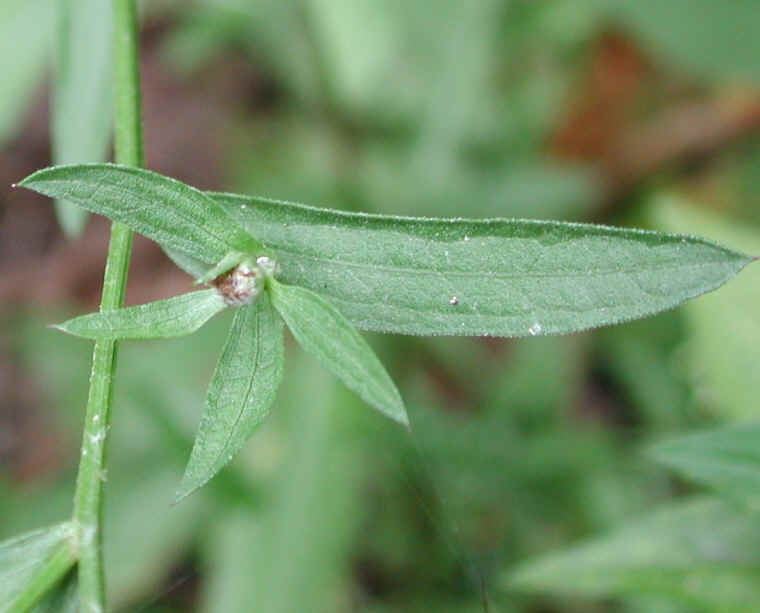 Knapweed - Star Thistle - Bachelor's Button (Centaurea spp.) - 20a ...