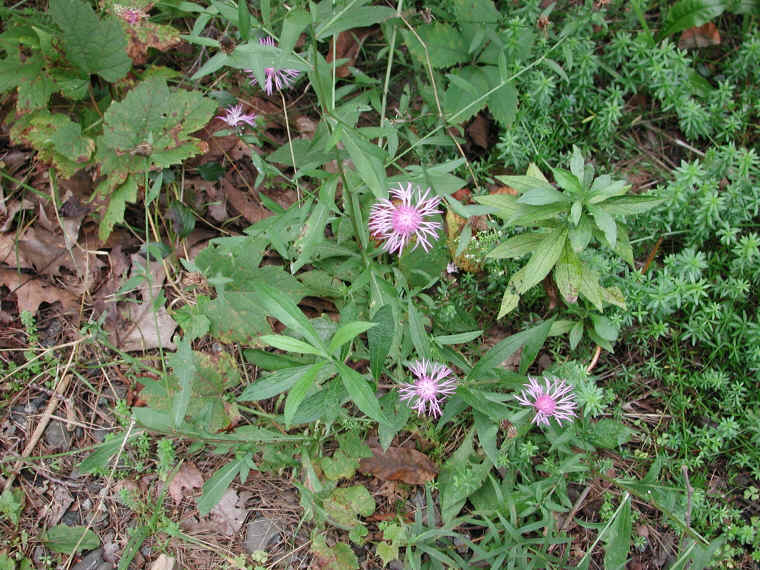 Knapweed - Star Thistle - Bachelor's Button (Centaurea spp.) - 22 ...