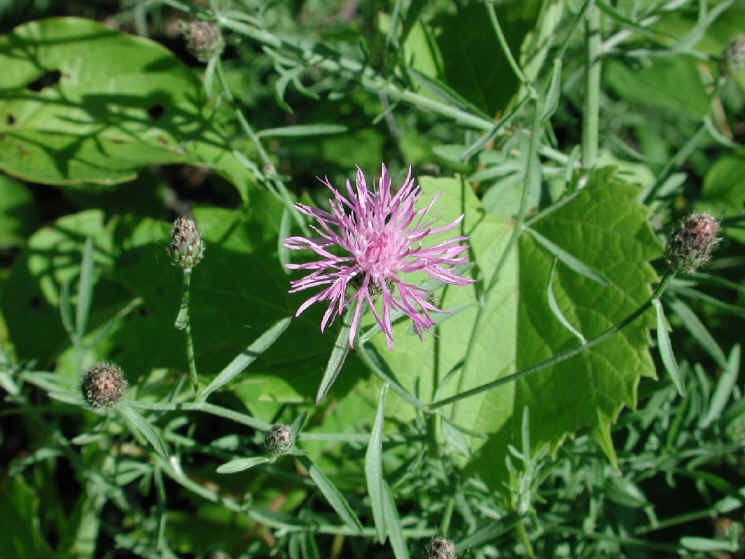 Knapweed - Star Thistle - Bachelor's Button (Centaurea spp.) - 01 ...
